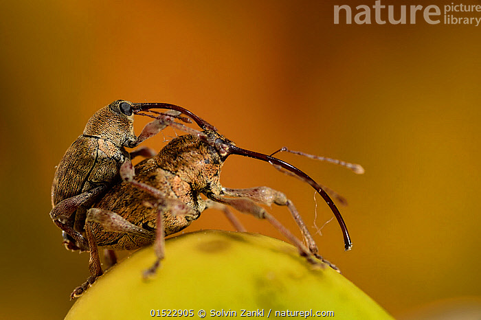 Stock photo of Acorn weevils (Curculio glandium) mating on oak tree ...
