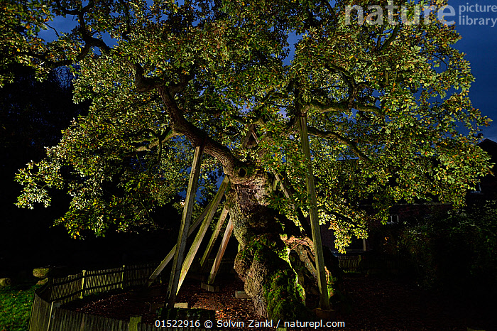 Stock photo of 'Femeiche' the Court Tree at night, an ancient English ...