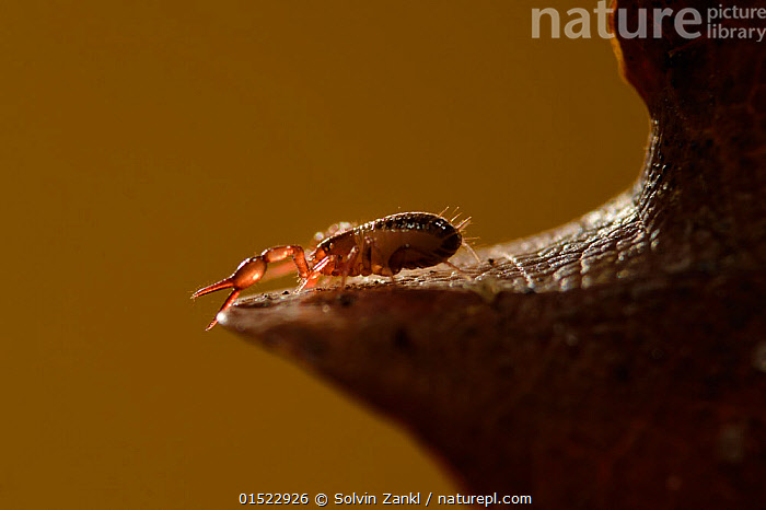 Stock photo of Pseudoscorpion (Chelifer cancroides) on fallen oak tree ...