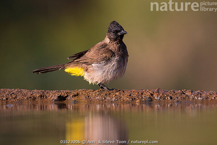 Stock photo of Dark-capped bulbul (Pycnonotus tricolor) at waterhole ...