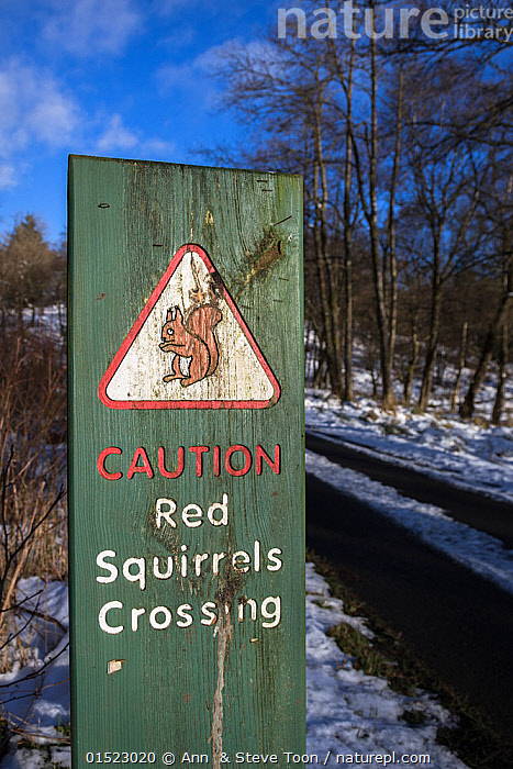 Stock photo of Red squirrel (Sciurus vulgaris) road traffic warning ...