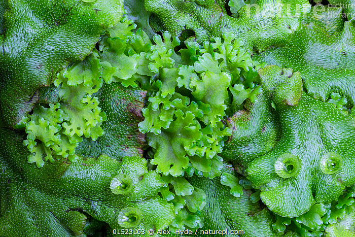 Stock photo of Endive Pellia liverwort (Pellia endiviifolia) in centre ...