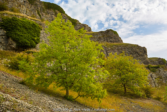 Stock photo of Ash trees (Fraxinus excelsior) growing on limestone ...