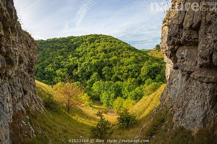 Stock photo of Ash woodland (Fraxinus excelsior) seen from between two ...