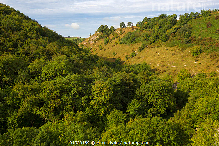 Stock photo of Ash woodland (Fraxinus excelsior) in Lathkill Dale, Peak ...