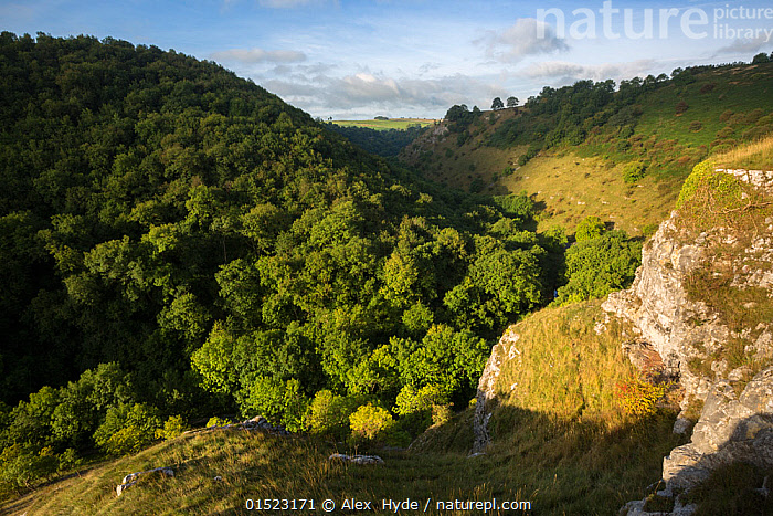 Stock photo of Ash woodland (Fraxinus excelsior) in Lathkill Dale, Peak ...