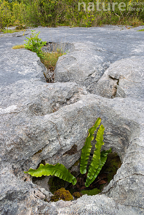 Stock photo of Hart's tongue fern (Asplenium scolopendrium) growing in ...