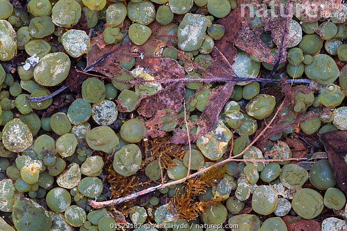 Stock photo of Freshwater grapes (Nostoc sp.), a blue-green algae or ...