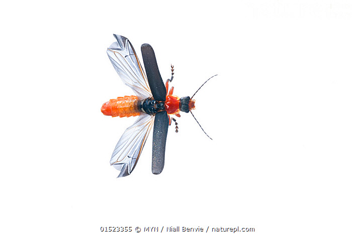 Stock photo of Soldier beetle (Cantharis sp) with wings out, Scotland ...