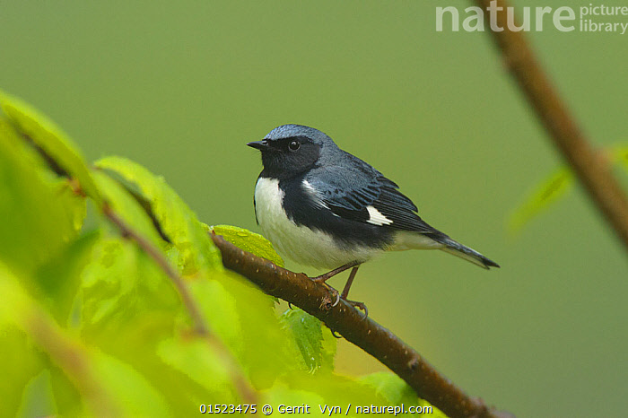 Stock photo of Black-throated blue warber (Dendroica caerulescens) male in breeding…. Available ...