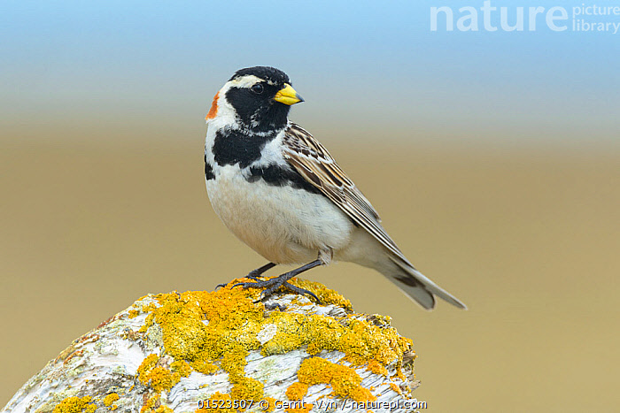 Stock photo of Lapland longspur (Calcarius lapponicus) male in breeding ...