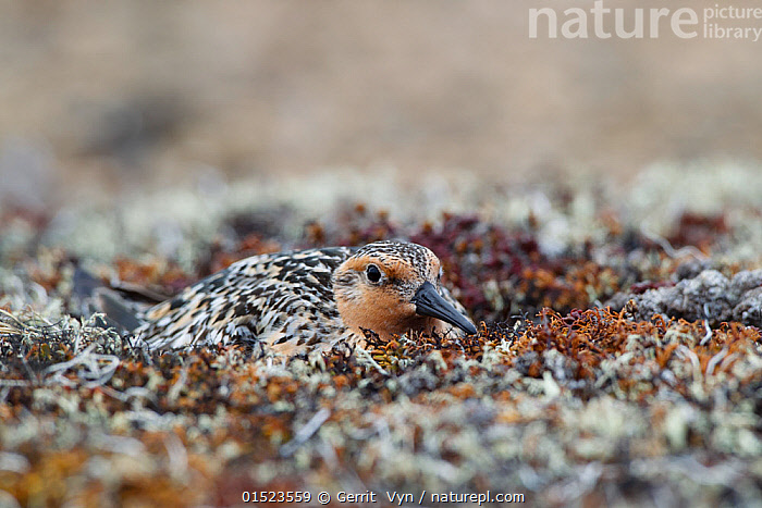 Stock photo of Red knot (Calidris canutus rogersi) incubating nest on a ...