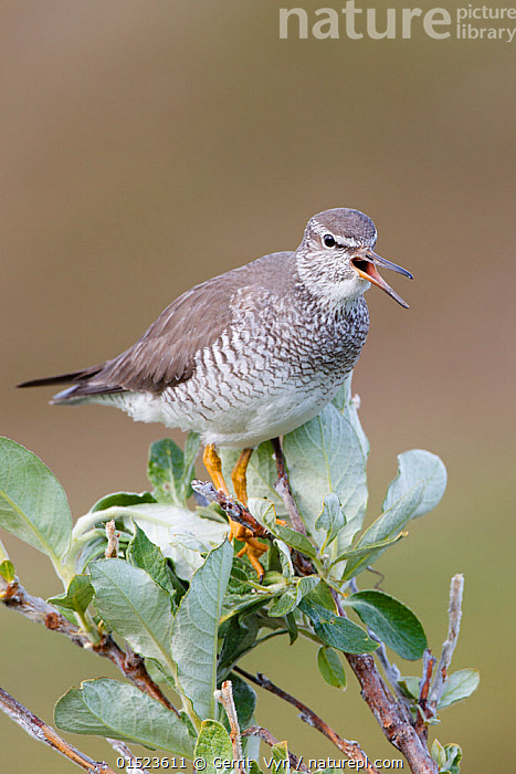 Stock photo of Gray-tailed tattler (Tringa brevipes) in breeding ...