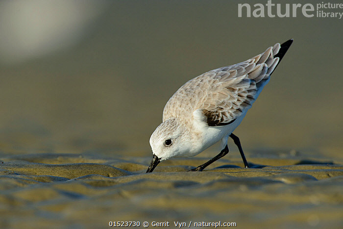 Stock photo of Sanderling (Calidris alba) in winter plumage foraging on ...