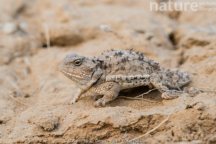 Stock photo of Pygmy short-horned lizard (Phrynosoma douglassii ...