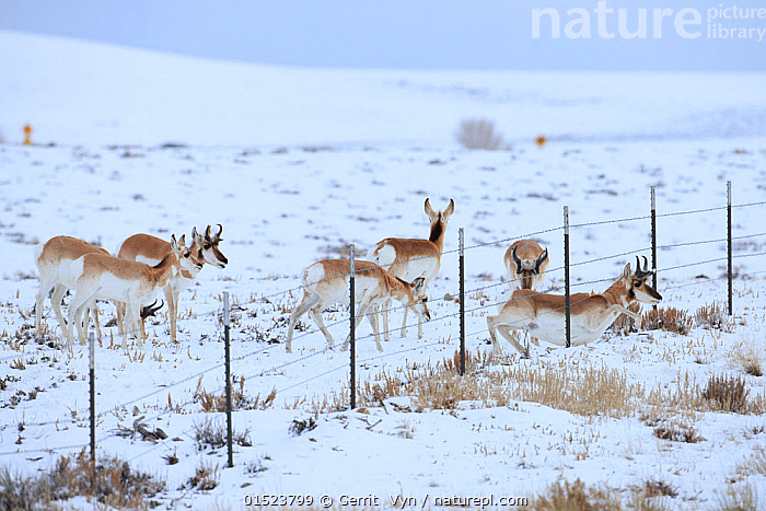 Pronghorn Antelope Migration Stock Photo Of Pronghorns (Antilocapra