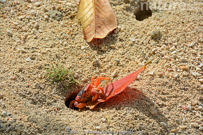 Stock photo of Blackback land crab (Gecarcinus lateralis) dragging leaf ...
