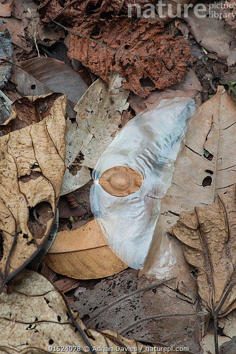 Stock photo of Large winged seed of Javan cucumber (Alsomitra ...