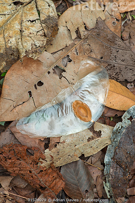 Stock photo of Large winged seed of Javan cucumber (Alsomitra ...