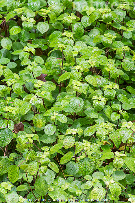 Stock photo of Creeping Charlie plant (Pilea nummularifolia) Barbados ...