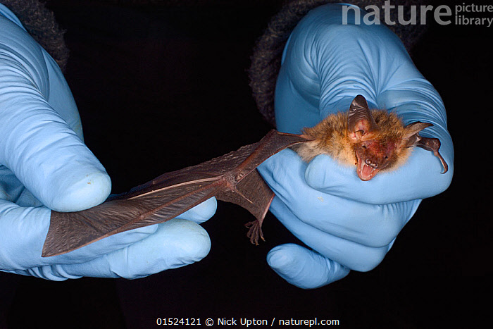 Stock photo of Bechstein's bat (Myotis bechsteinii), a rare, endangered ...