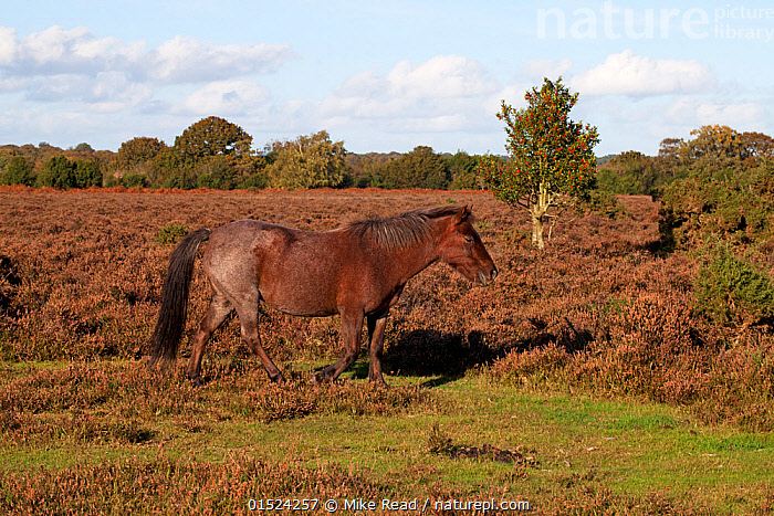 Stock photo of New forest pony on heathland, Fritham Plain, New Forest ...