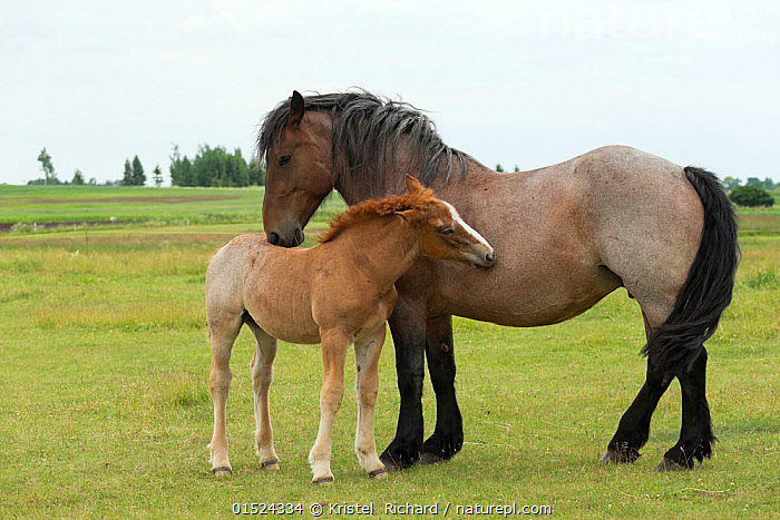Stock photo of Rare Lietuvos Sunkiuju Arkliu heavy horse mare and her ...