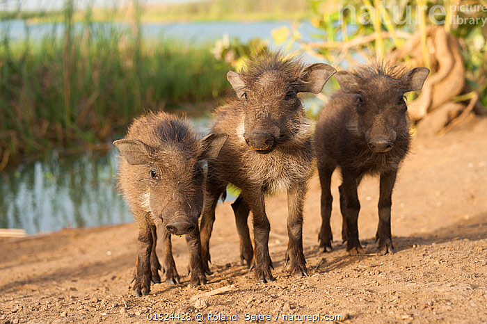 Stock photo of Common warthog (Phacochoerus africanus) babies, Djoudj ...