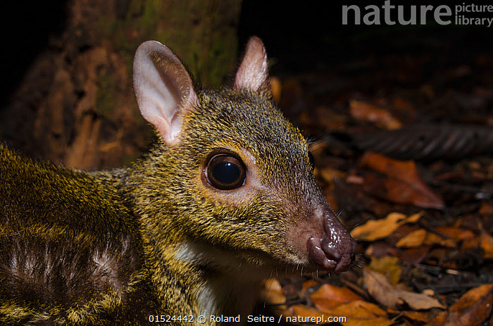 Stock photo of Yellow-striped chevrotain (Moschiola kathygre) captive ...