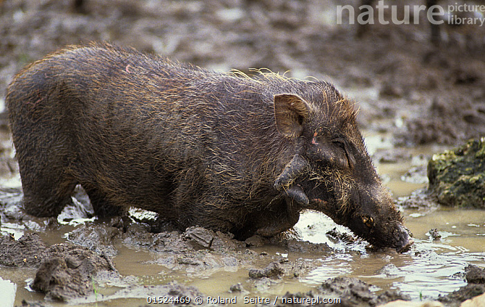 Stock photo of Javan warty pig (Sus verrucosus) walking through mud ...