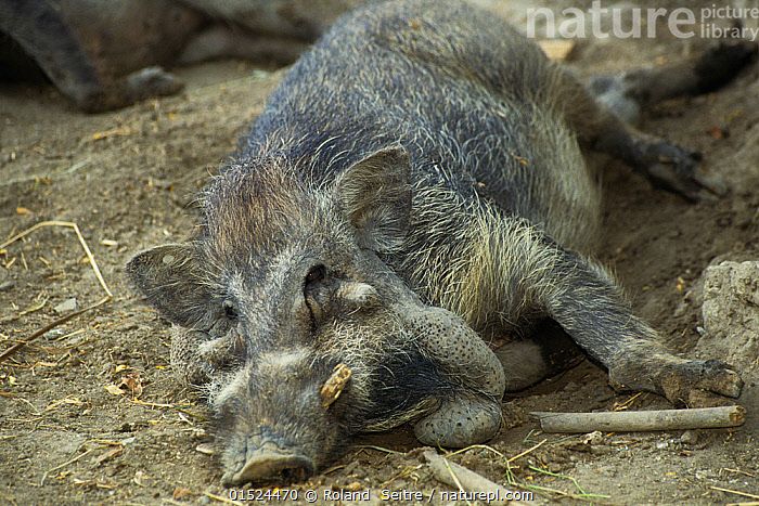 Stock photo of Javan warty pig (Sus verrucosus) resting, captive ...