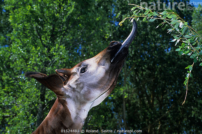 Stock photo of Okapi (Okapia johnstoni) feeding with long tongue ...