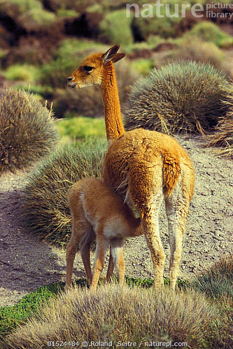 Stock photo of Vicuna (Vicugna vicugna) mother with suckling calf ...