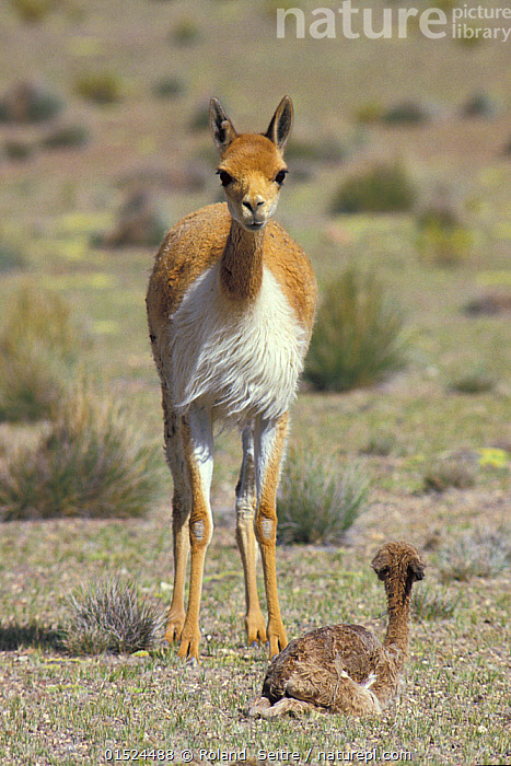 Stock photo of Vicuna (Vicugna vicugna) mother and calf, Chile ...
