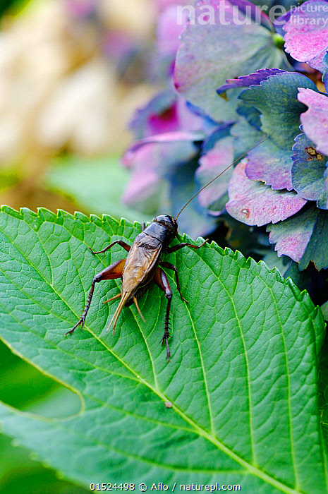 Stock photo of Emma field cricket (Teleogryllus emma) on hydrangea leaf ...