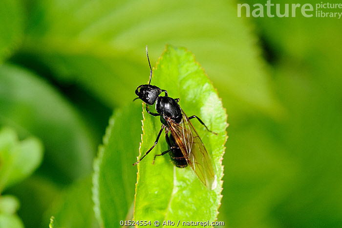 Stock photo of Japanese carpenter ant (Camponotus japonicus) on leaf ...