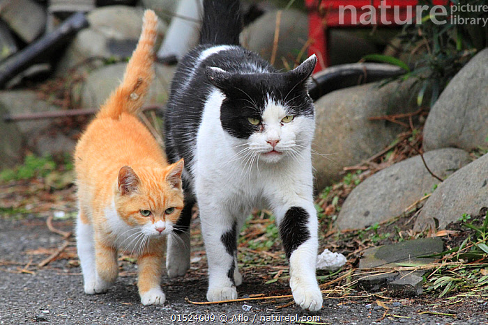 Stock photo of Black and white cat with her tabby kitten walking, Kaizu ...