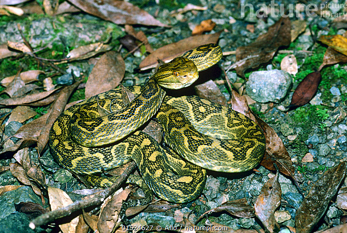 Stock photo of Habu snake (Protobothrops flavoviridis) coiled up ...