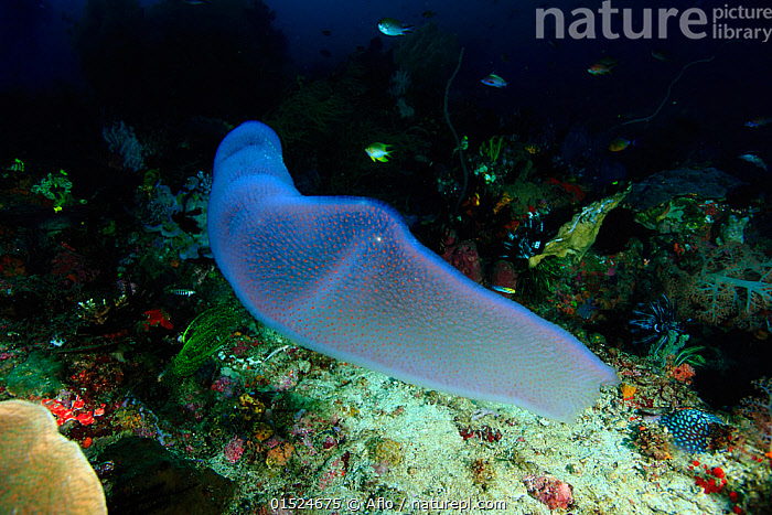 Stock photo of Colonial tunicate (Pyrosoma spinosum) Komodo National ...