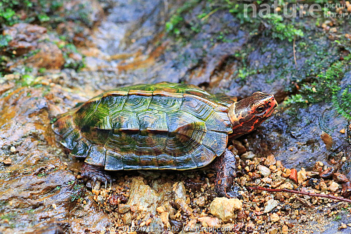 Ryukyu Black Breasted Leaf Turtle Geoemyda Spengleri / Black Breasted