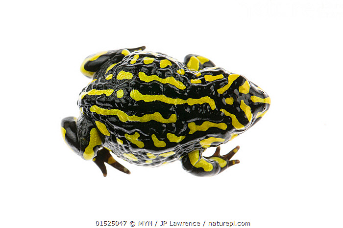 Stock photo of Southern corroboree frog (Pseudophryne corroboree ...