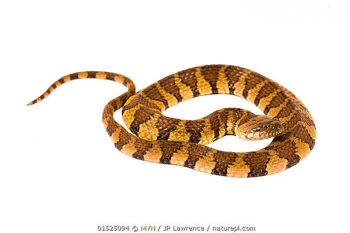 Stock photo of Brown-banded water snake (Helicops angulatus) San Jose ...