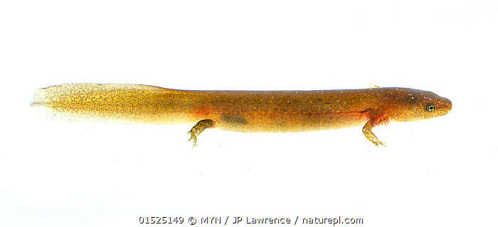 Stock photo of Mud salamander (Pseudotriton montanus) larva, Clark's ...