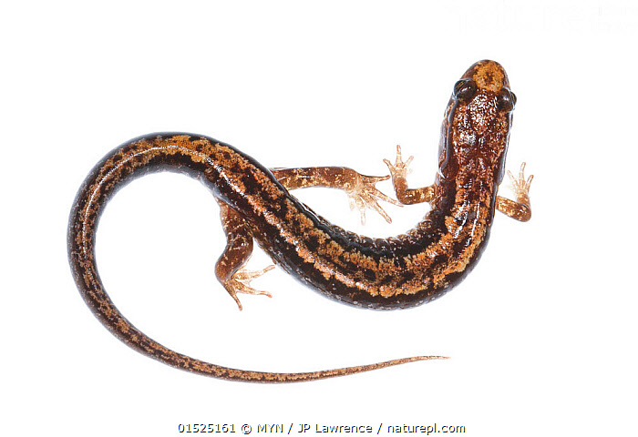 Stock photo of Pygmy salamander (Desmognathus wrighti) Buffalo Mountain ...