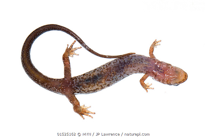 Stock photo of Pygmy salamander (Desmognathus wrighti) viewed from ...