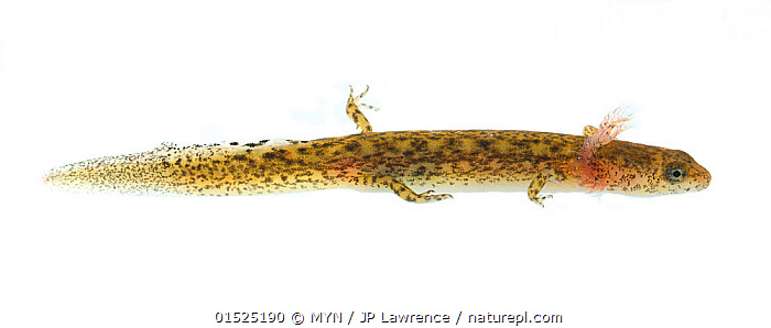 Stock photo of Salamander larva Pigeon Mountain, Georgia ...