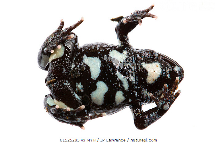 Stock photo of Red-crowned toadlet (Pseudophryne australis) Watagans ...