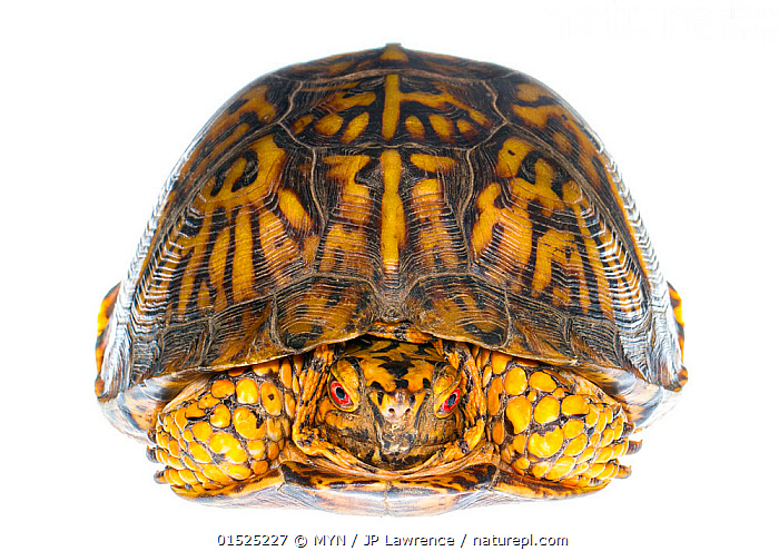 Stock photo of Eastern box turtle (Terrepene carolina carolina) Pine ...