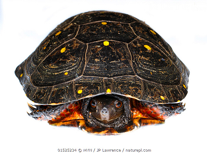 Stock photo of Spotted turtle (Clemmys guttata) male, western Michigan ...