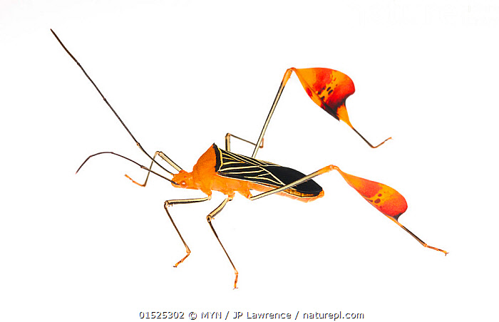 Stock photo of Flag-footed bug (Anisocelis flavolineata) Gamboa, Panama ...